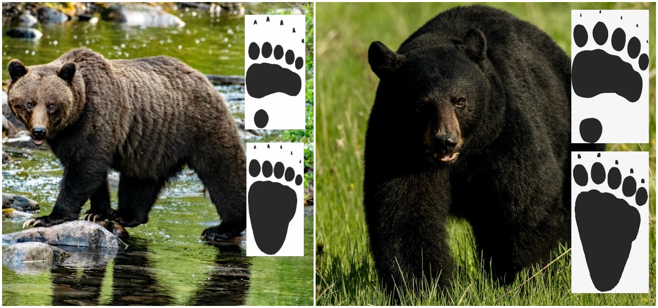 What hunters need to know about reading tracks and scat • Page 3 of 9 ...