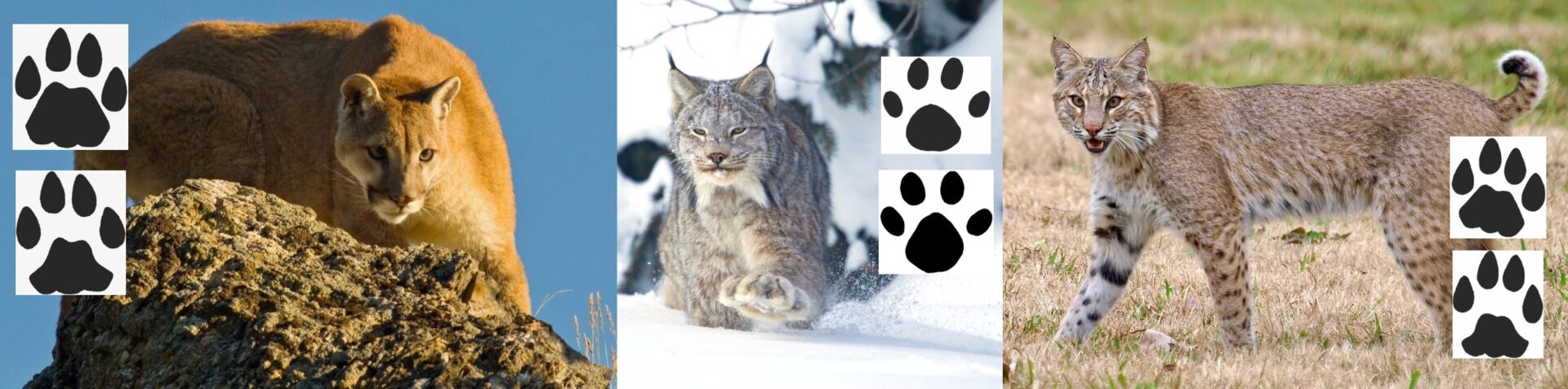 What hunters need to know about reading tracks and scat • Page 5 of 9 ...