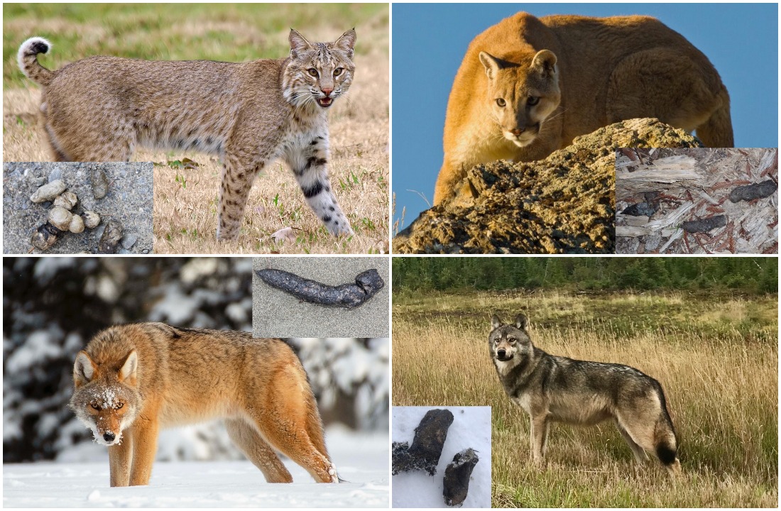 What hunters need to know about reading tracks and scat • Page 9 of 9 ...