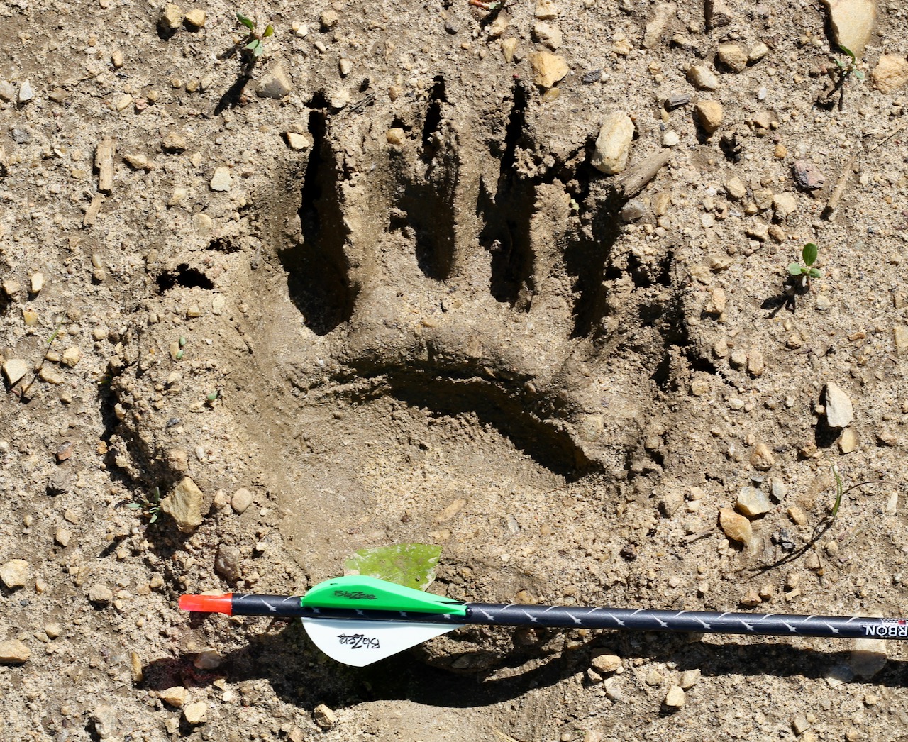 What hunters need to know about reading tracks and scat • Outdoor Canada