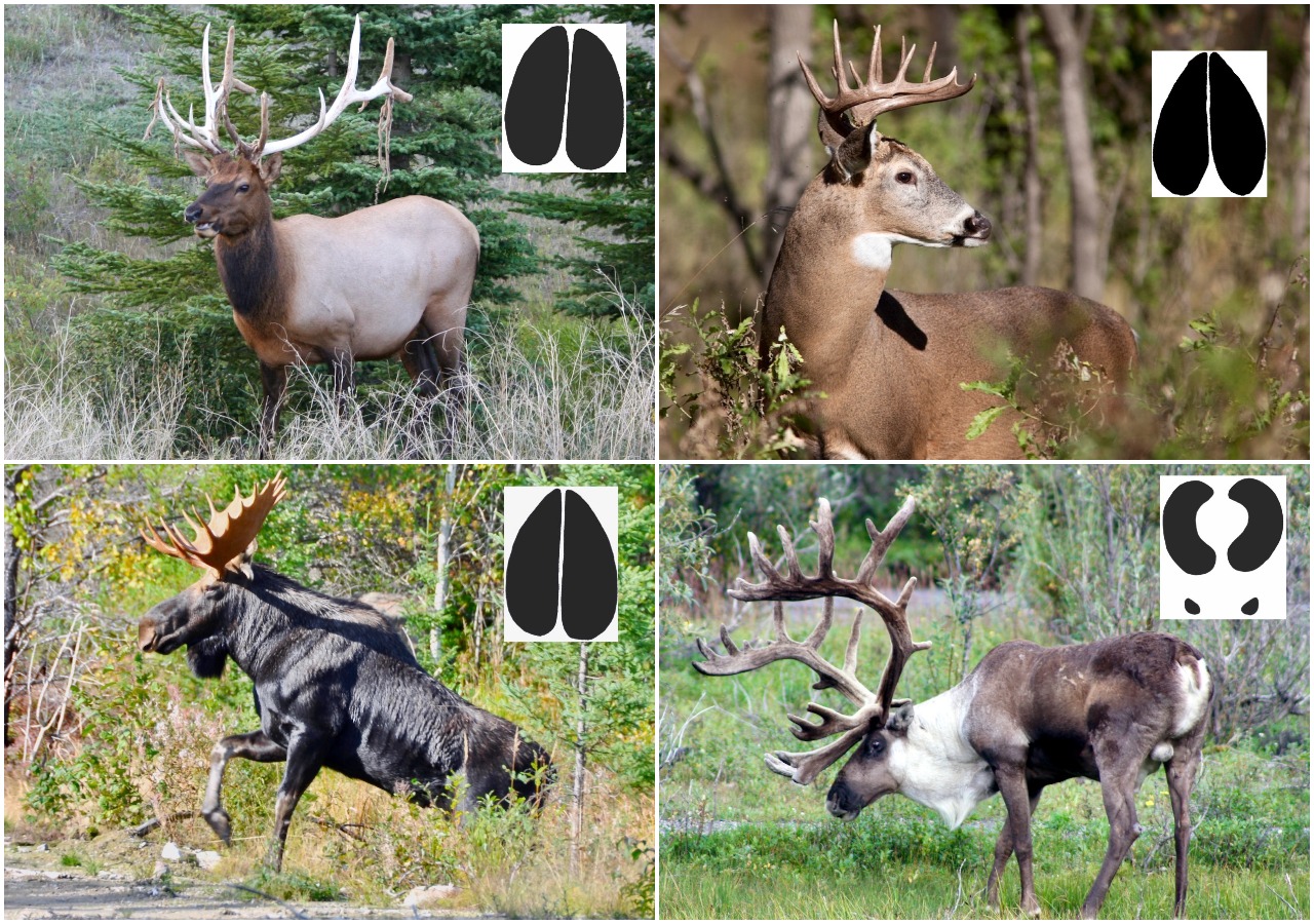 What hunters need to know about reading tracks and scat • Page 2 of 9 ...