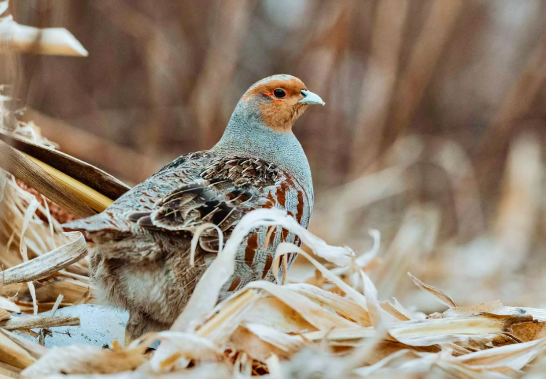 How to hunt for Hungarian partridge all season long • Outdoor Canada