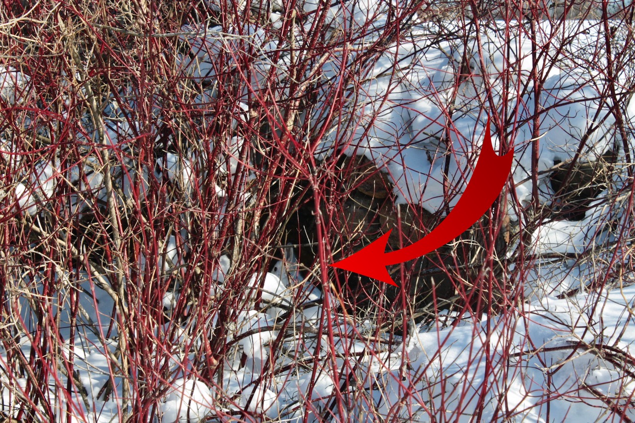 A step-by-step guide to hunting snowshoe hares in winter • Page 5 of 6 ...