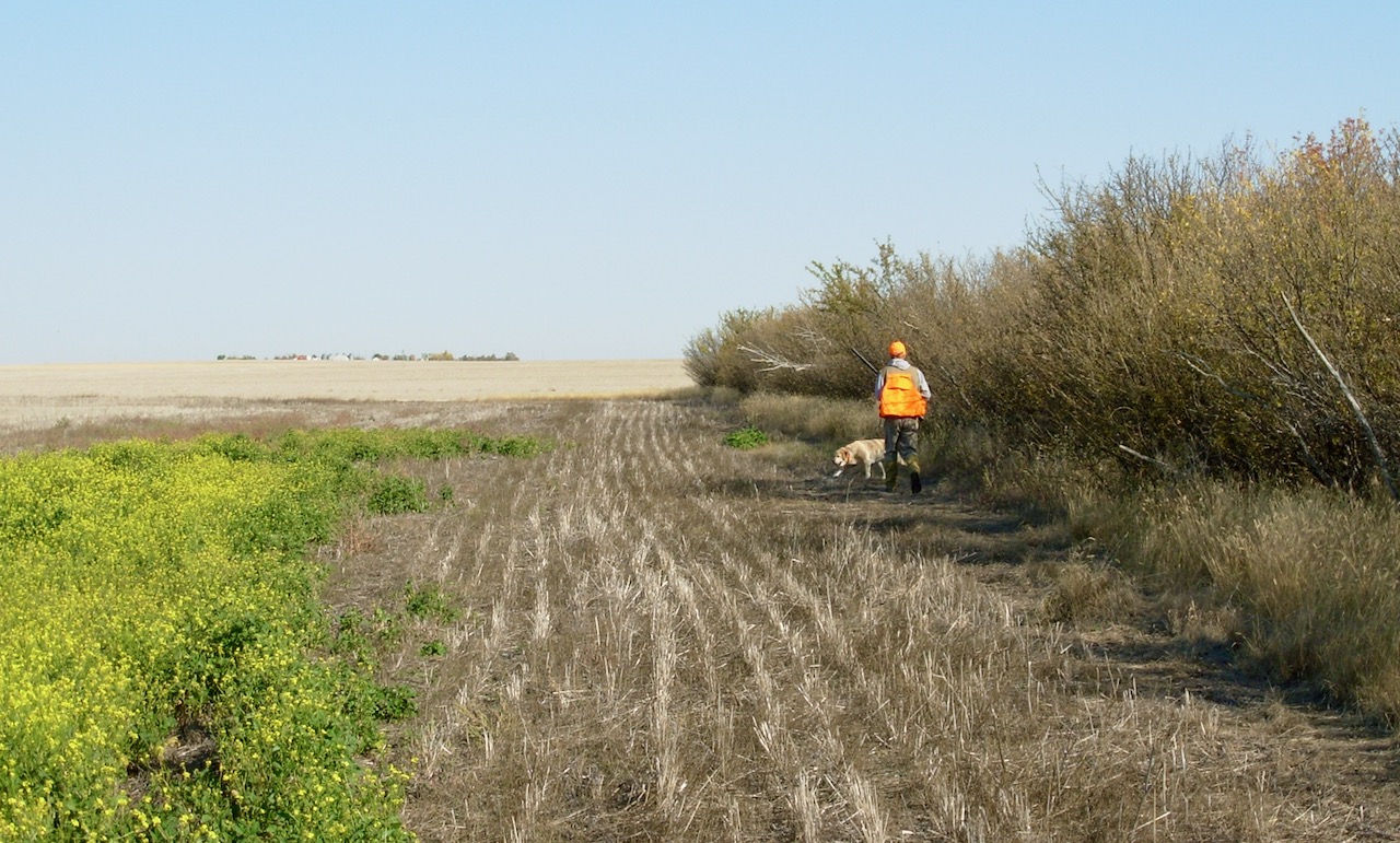 How to hunt for Hungarian partridge all season long • Page 3 of 5 ...