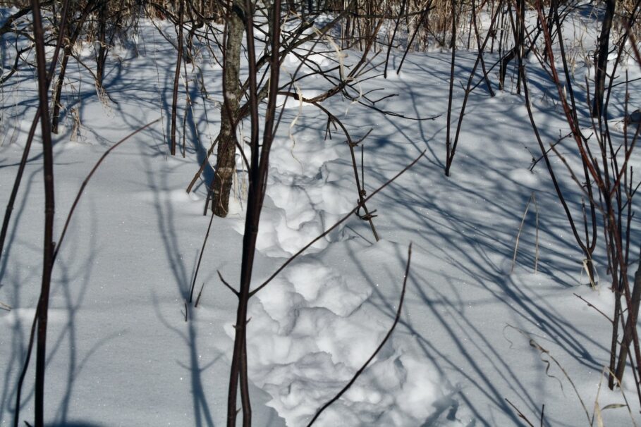 A step-by-step guide to hunting snowshoe hares in winter • Page 2 of 6 ...