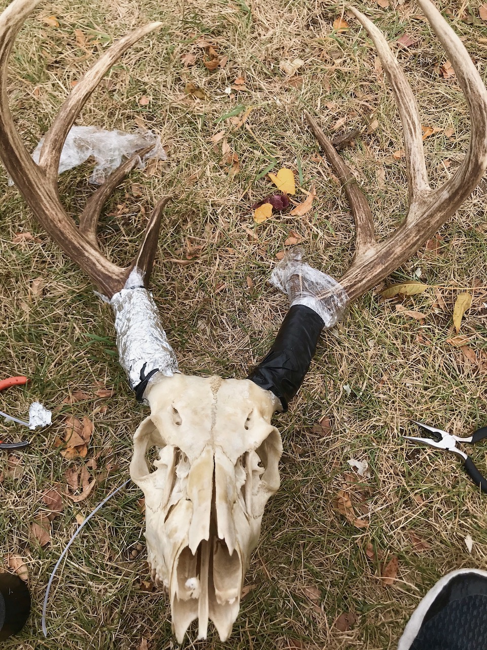 How to create a European-style hunting mount in 5 simple steps • Page 5 ...