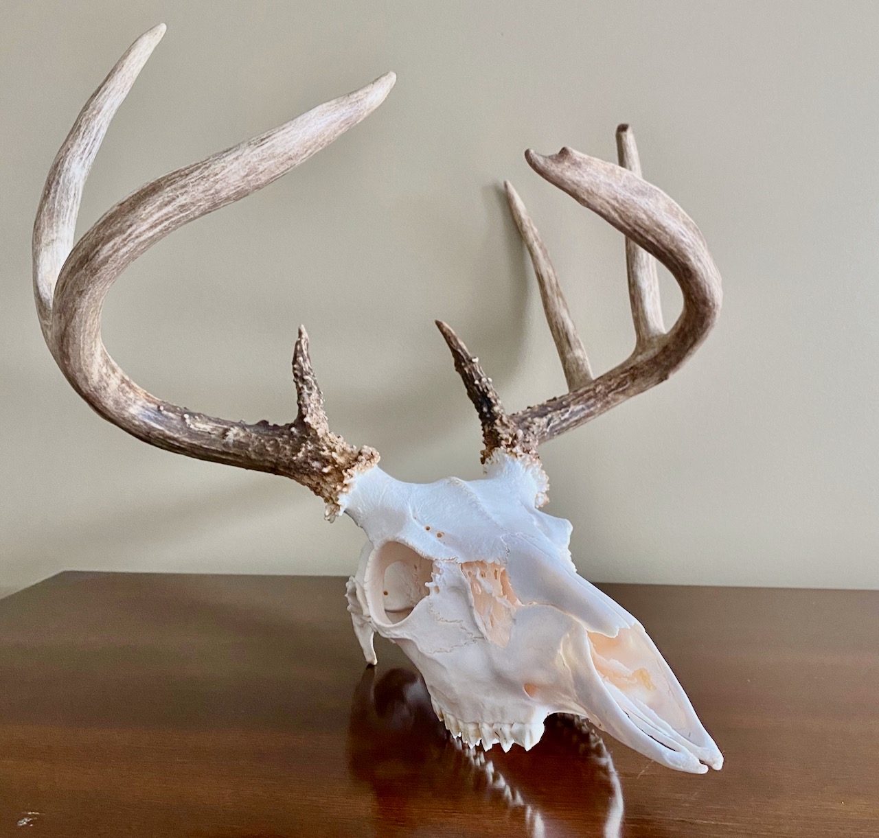 How to create a European-style hunting mount in 5 simple steps • Page 6 ...