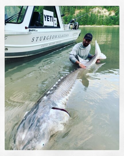 Blue Fish Radio: Why the mighty sturgeon of B.C.’s Fraser River need ...
