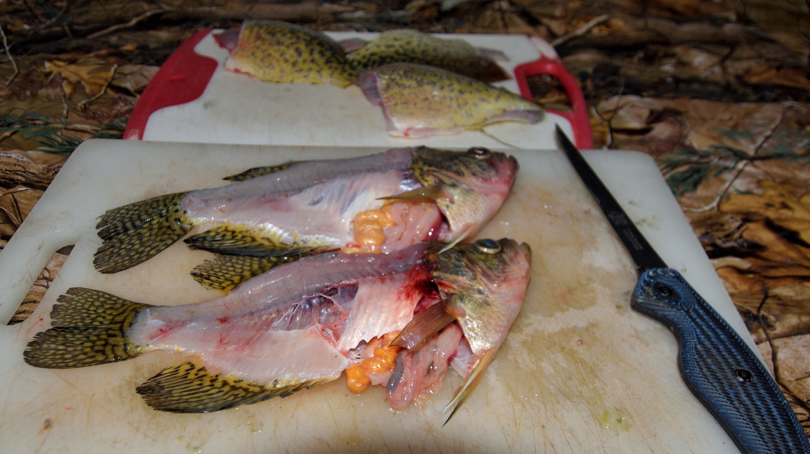 Why female perch are so much bigger and more aggressive in winter ...