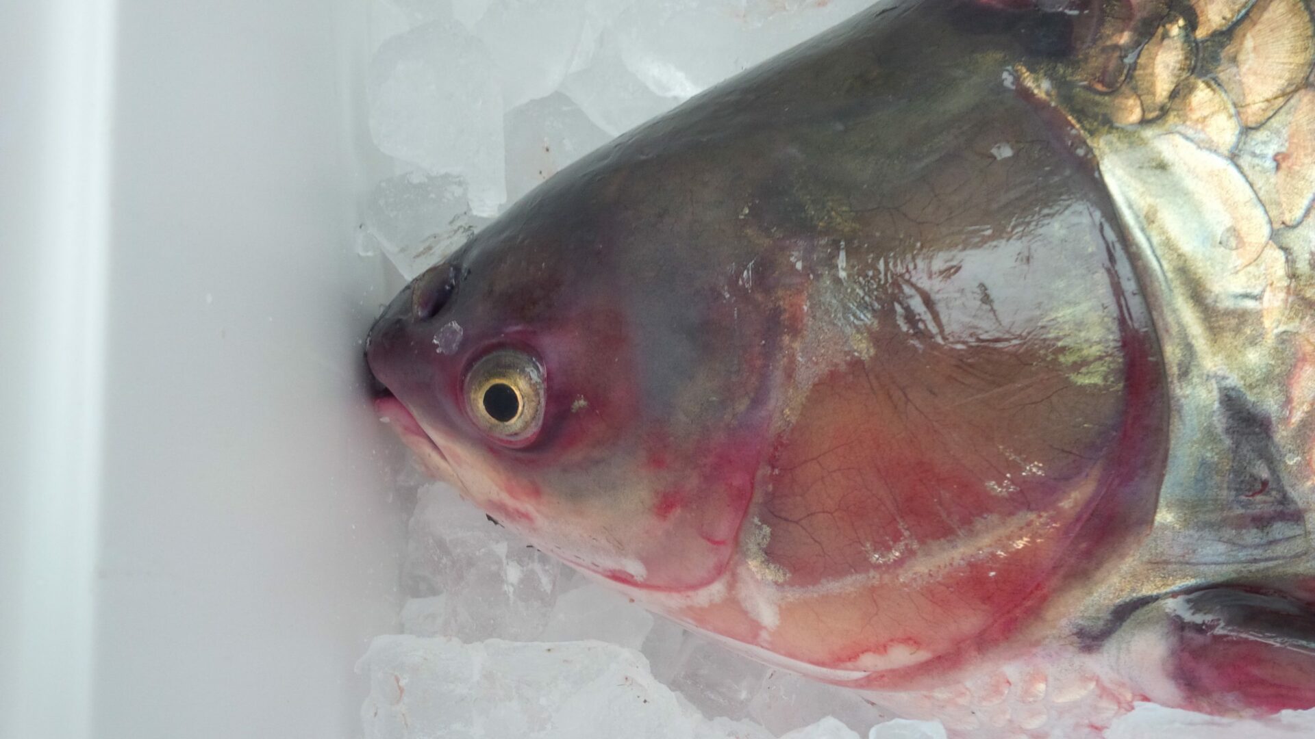 Canadian anglers need to know this essential information about invasive ...