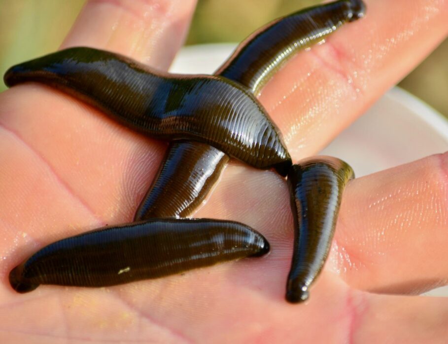 Leeches are one of the all-time great baits. Here’s how to fish them ...