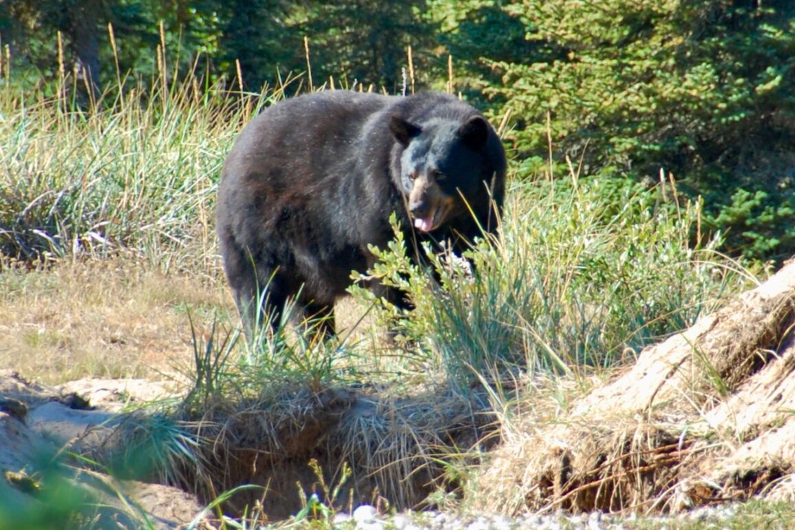 Chasing Quebec Red Trout • Outdoor Canada