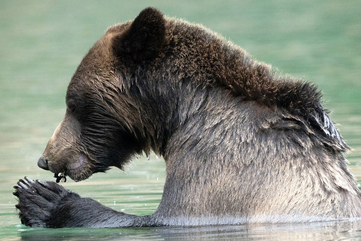 10 Canadian Duck Species—Other Than Mallards—You Should Set Your Sights ...