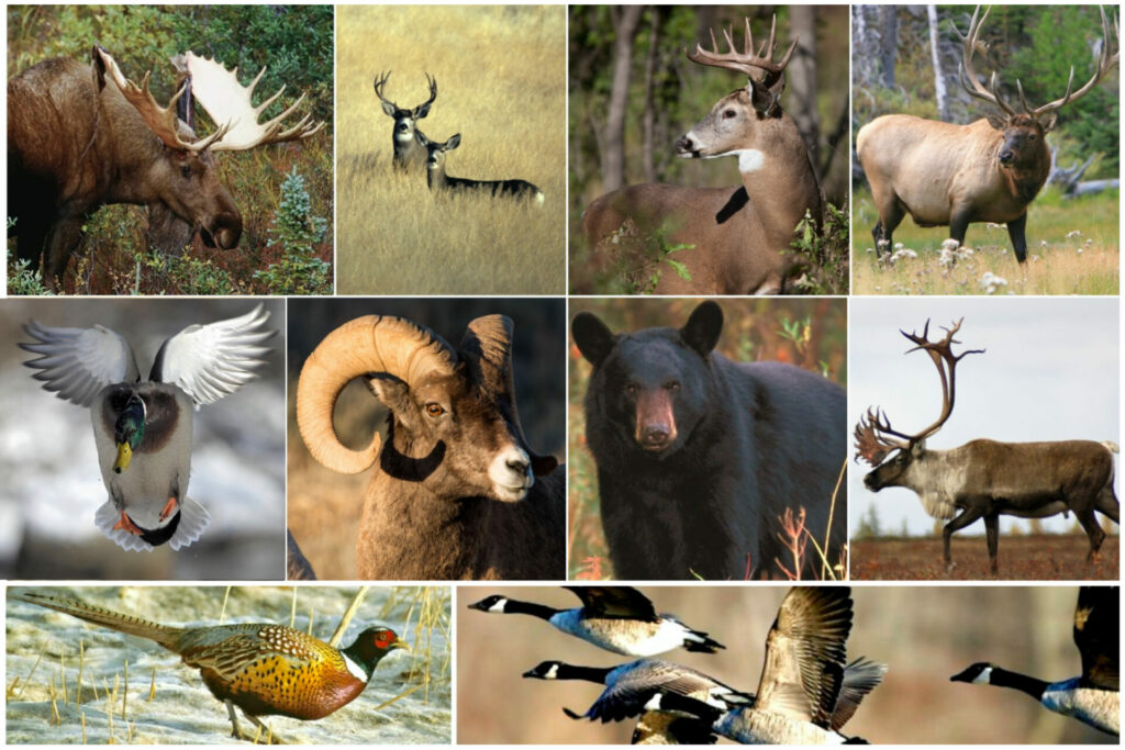 Our 50 all-time top tips & tactics for Canadian hunters • Outdoor Canada