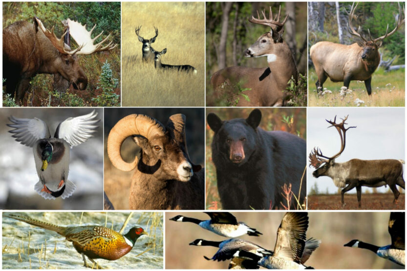 Our 50 all-time top tips & tactics for Canadian hunters • Outdoor Canada
