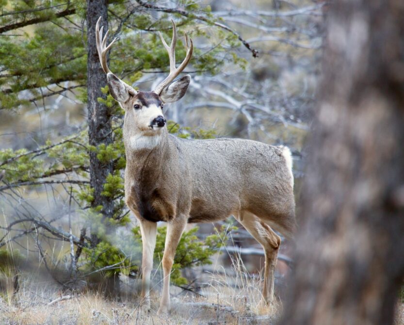 2022 Canadian big-game hunting forecast: Hot spots for whitetails, mule ...
