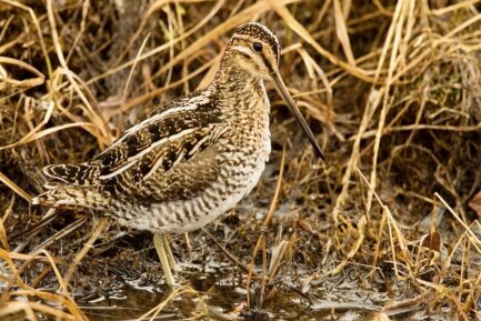 Snipe promise a challenging and exciting hunt. Here’s how to bag these ...