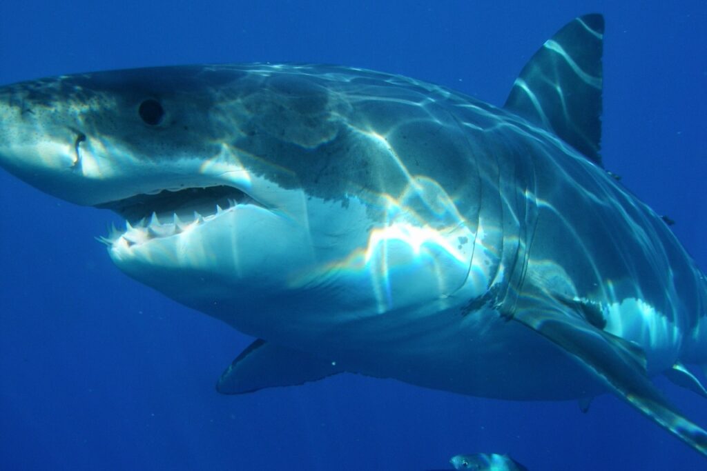 Blue Fish Radio: Great white sharks have recently been spotted in ...