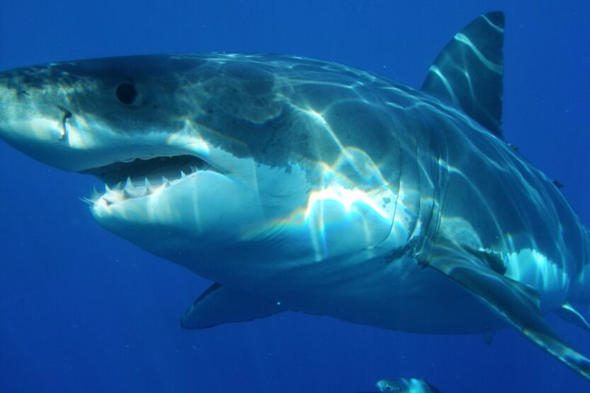 Blue Fish Radio: Great white sharks have recently been spotted in ...