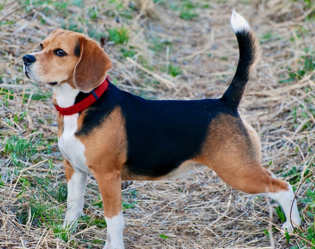 Meet Canada’s 16 most popular breeds of hunting dog • Page 2 of 18 ...