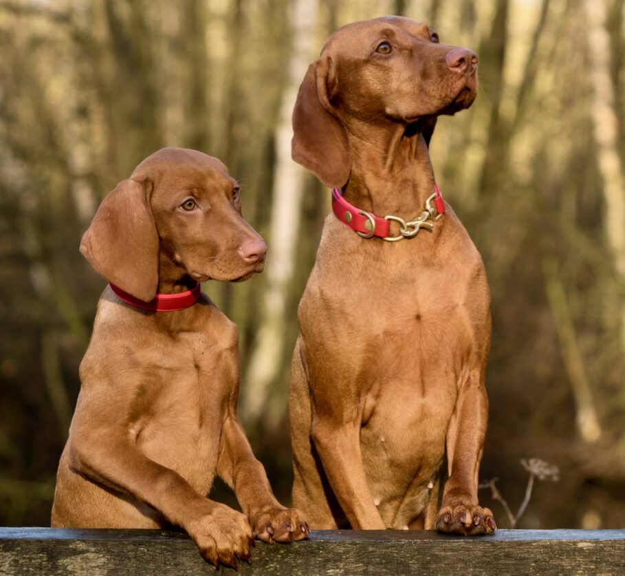 Meet Canada’s 16 most popular breeds of hunting dog • Page 16 of 18 ...