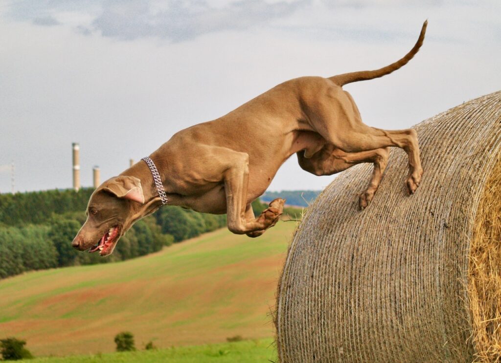 Meet Canada’s 16 most popular breeds of hunting dog • Page 17 of 18 ...