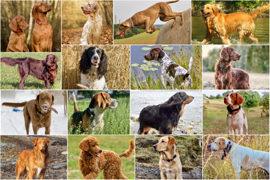 Meet Canada’s 16 most popular breeds of hunting dog • Outdoor Canada