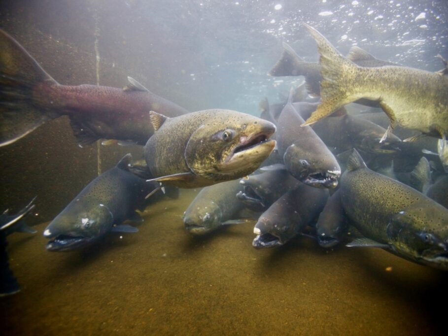 3 wild new numbers (plus a worrying one) about fishing and hunting in ...