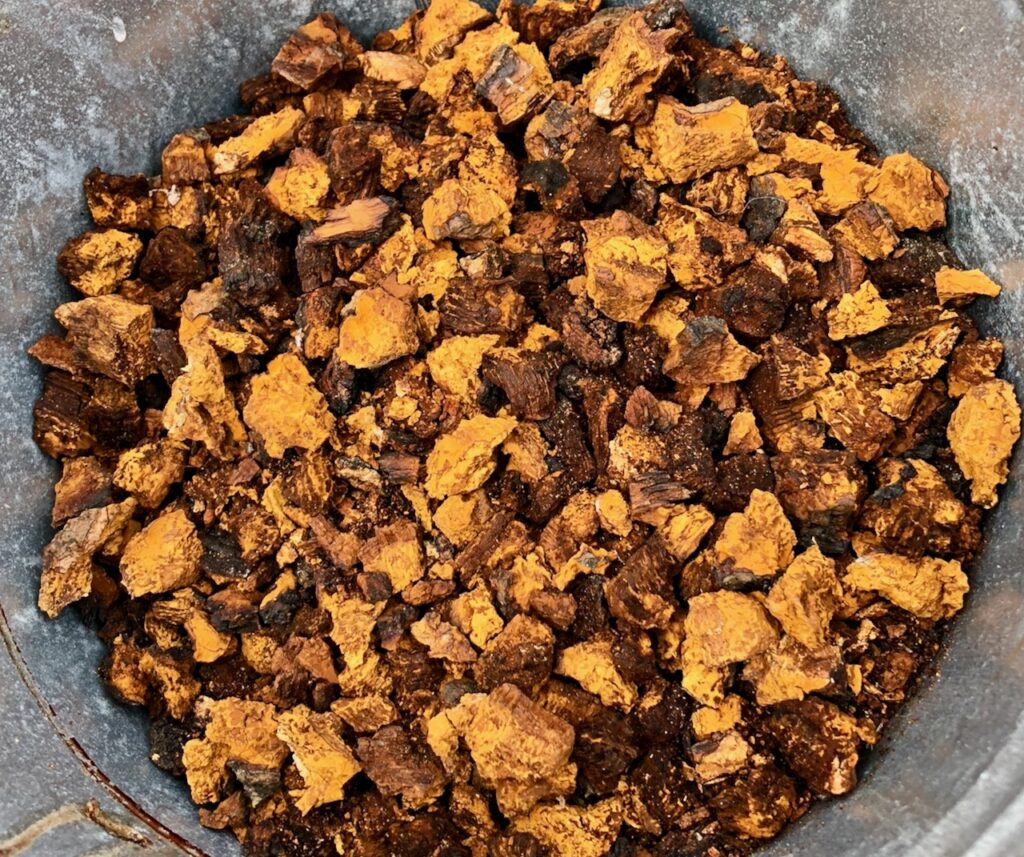 Why you should try foraging for health-friendly chaga this winter ...