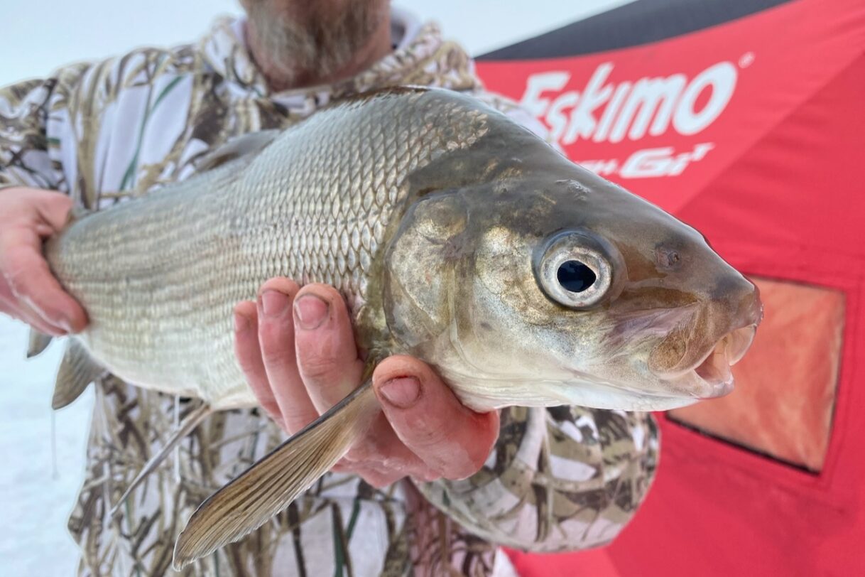 Ice-fishing Friday: Essential tips and tactics for catching whitefish ...