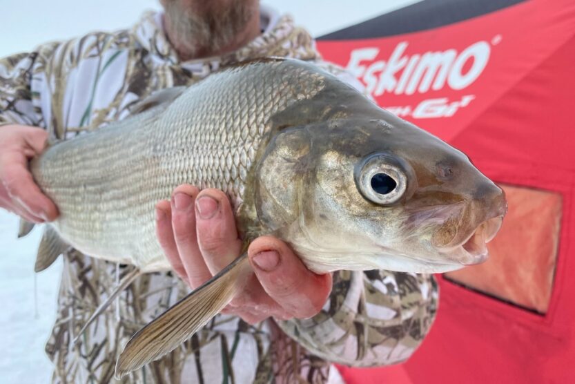 Ice-fishing Friday: Essential tips and tactics for catching whitefish ...