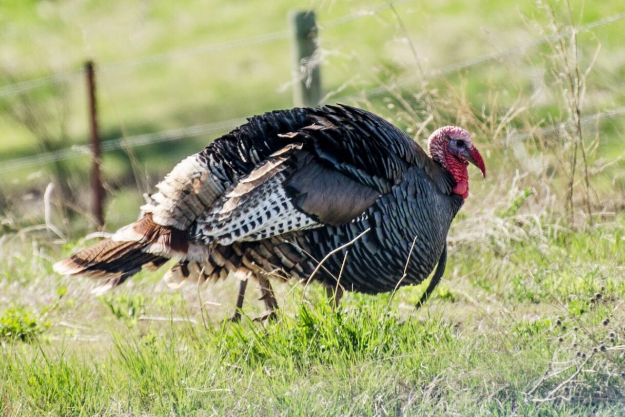 7 expert tips for getting a hung-up turkey to come into your set-up ...