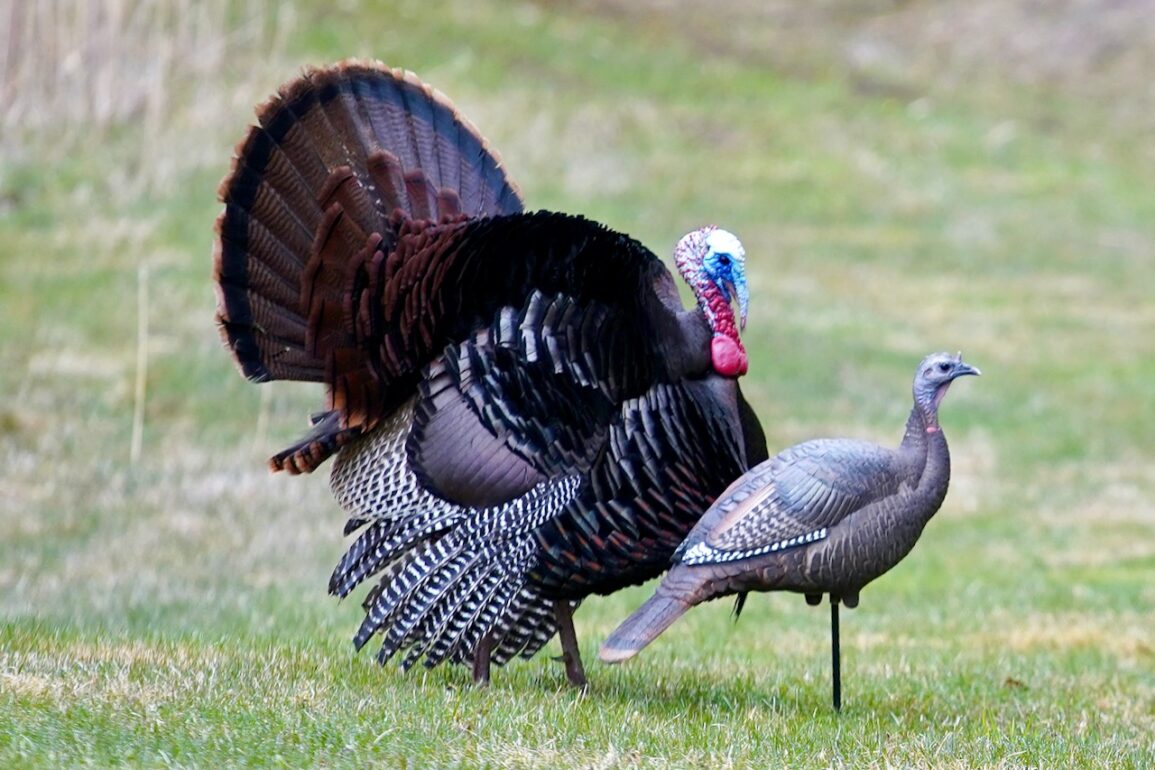 7 expert tips for getting a hung-up turkey to come into your set-up ...
