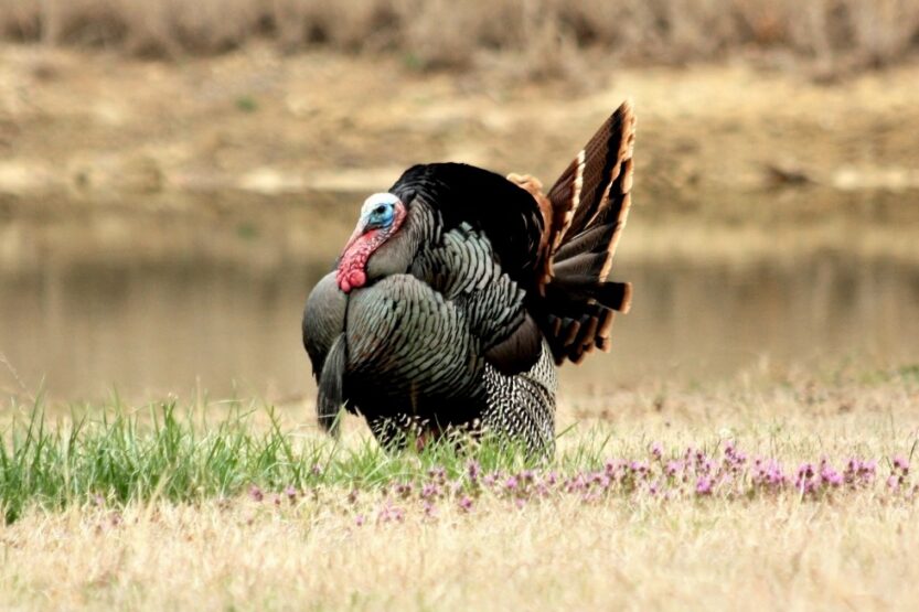 What choke should you use when shooting slugs? • Outdoor Canada