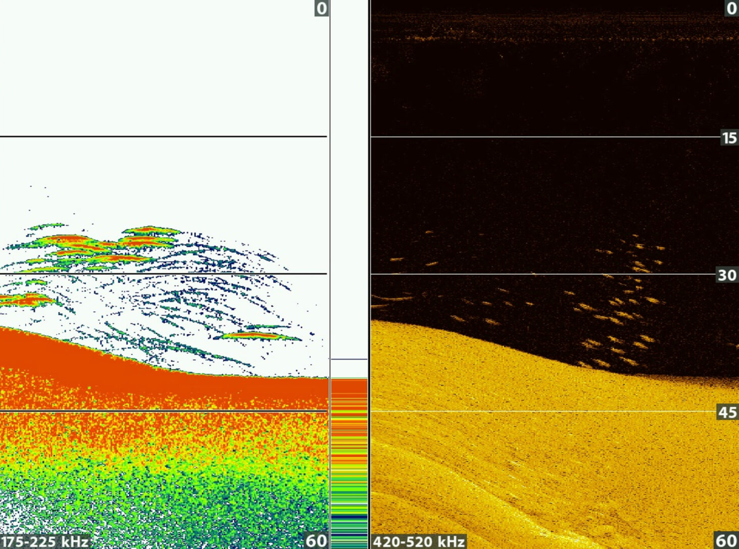 More must-know science about why ciscoes are so important to your ...