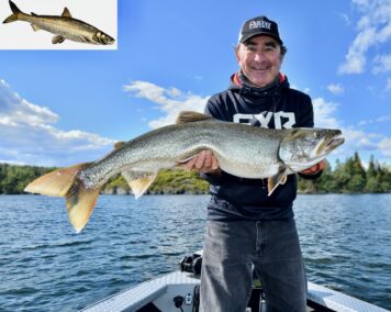 Why ciscoes are so important to your fishing success • Outdoor Canada