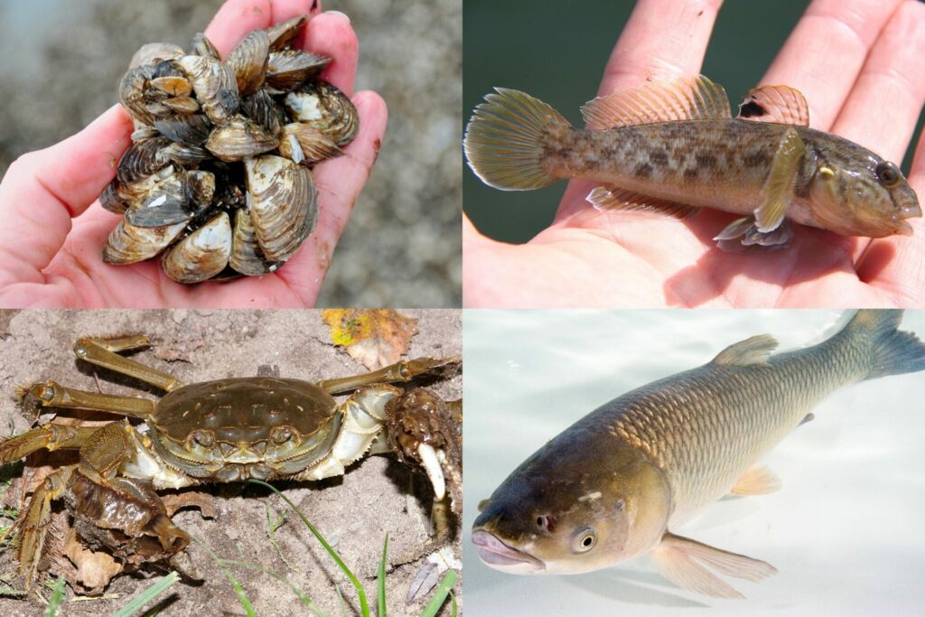 Blue Fish Radio: Here’s what anglers can do to help halt invasive ...