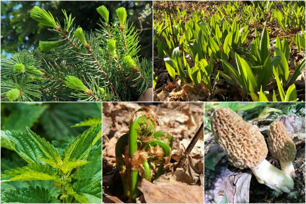 15 Wild Plants You Can Eat • Outdoor Canada