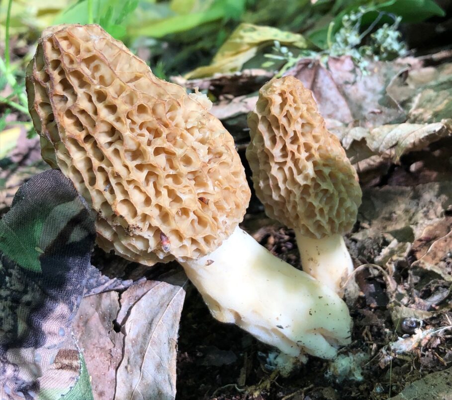 5 common and tasty wild edibles you can forage for in Canada • Page 2 ...