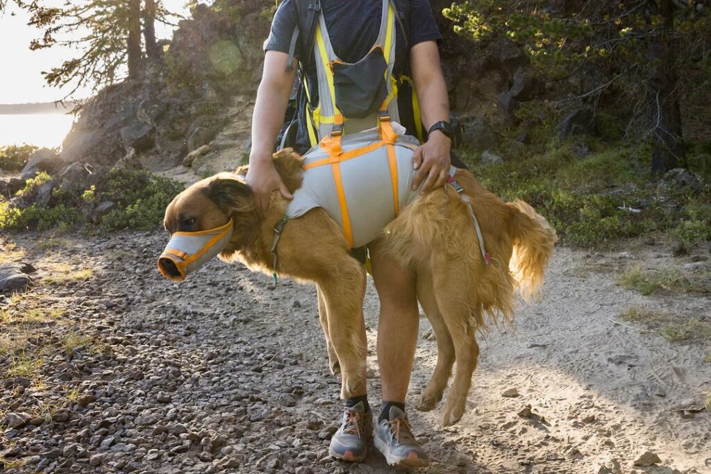 In the heat, some dogs can experience “exercise-induced collapse.” Here ...