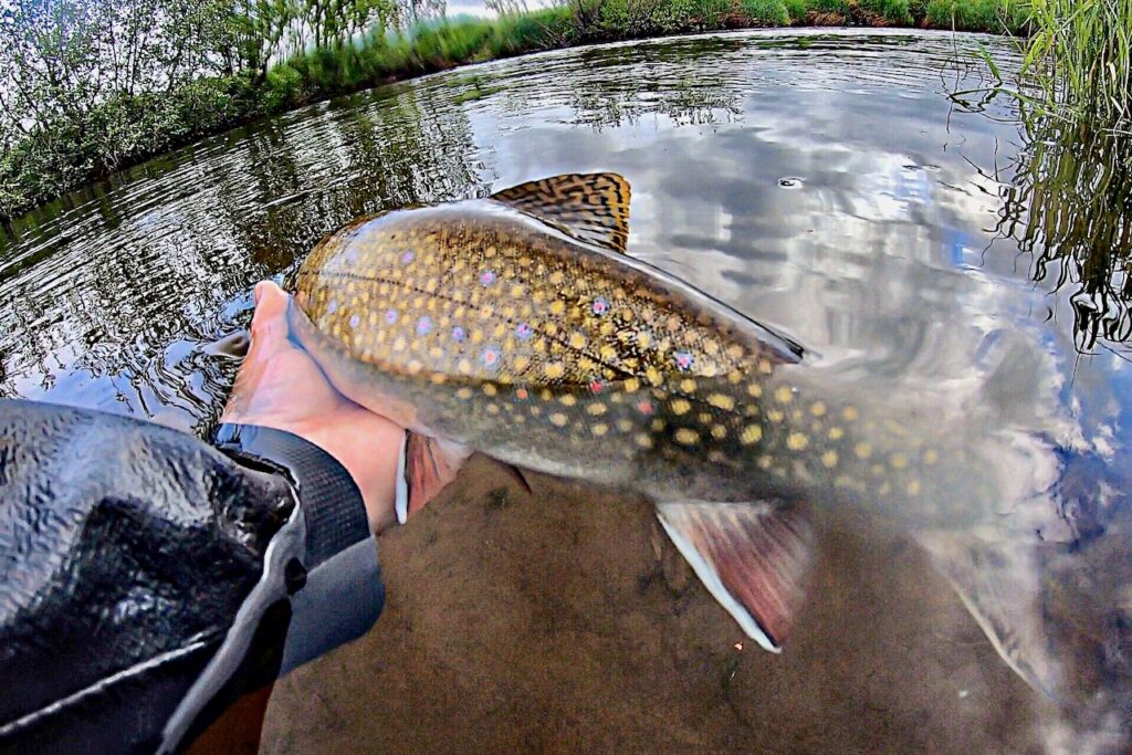 Tips for Catching (and Eating!) Freshwater Herring • Outdoor Canada