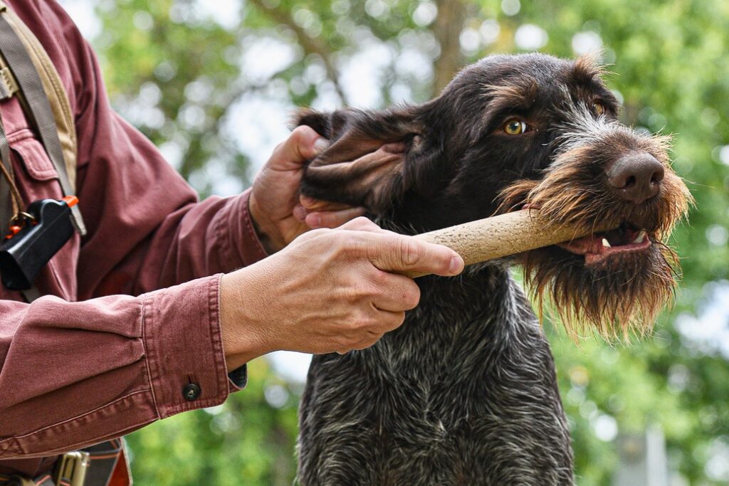 How to retrain a hunting dog that’s refusing to fetch • Outdoor Canada