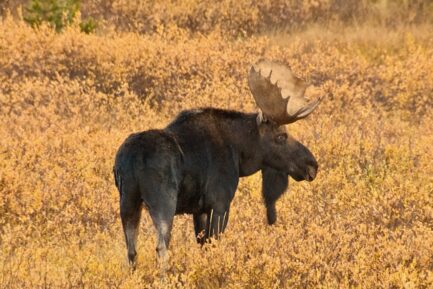 What you should know about Newfoundland moose • Outdoor Canada