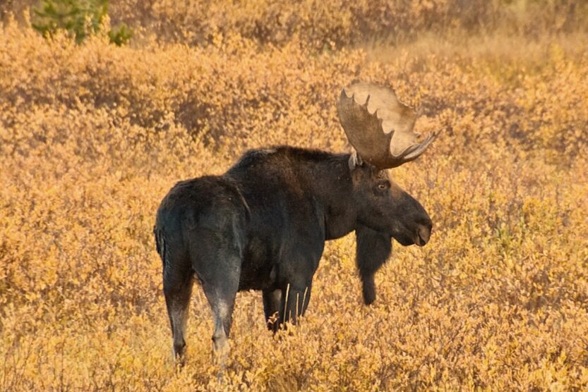 Hear a Cow Moose Call • Outdoor Canada