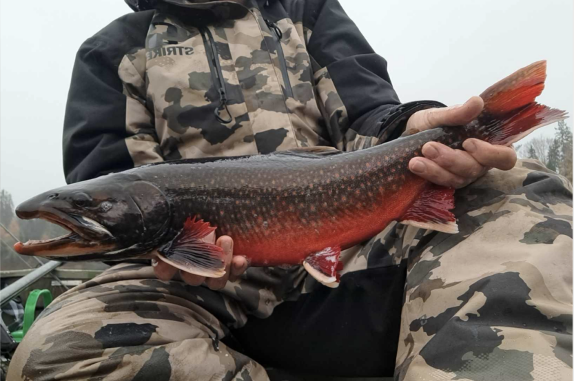 A splake-tacular new technique for catching this beautiful lake trout-brook trout hybrid in fall ...