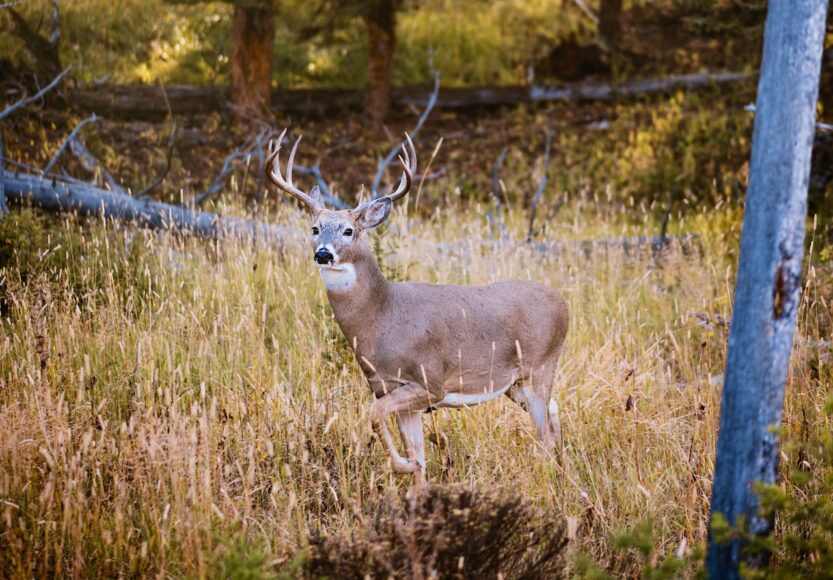 Deer sign primer: Interpreting rubs, scrapes, tracks & droppings will ...