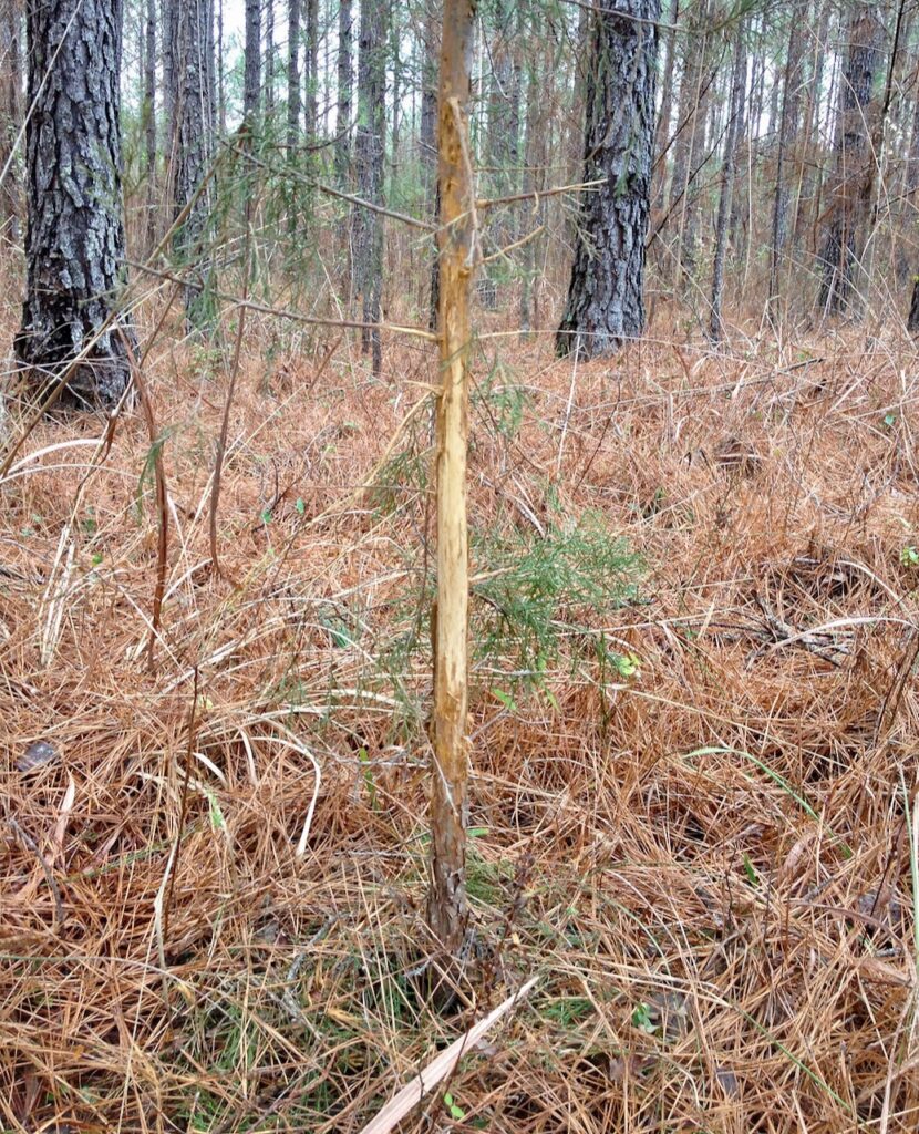 Deer sign primer: Interpreting rubs, scrapes, tracks & droppings will ...