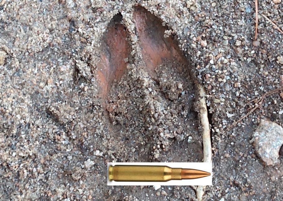 Deer sign primer: Interpreting rubs, scrapes, tracks & droppings will ...