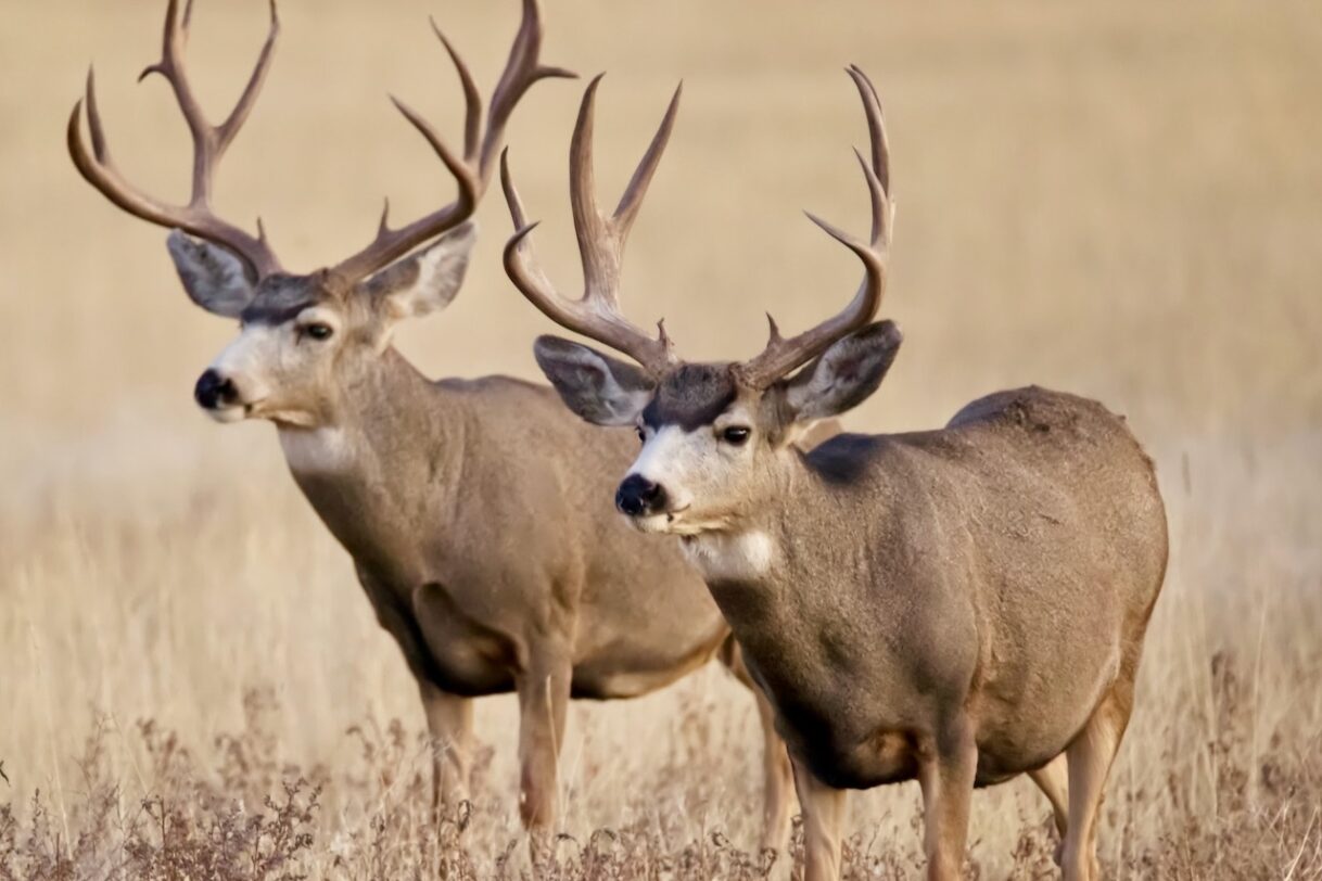 11 Tips for Hunting Ruffed Grouse • Outdoor Canada