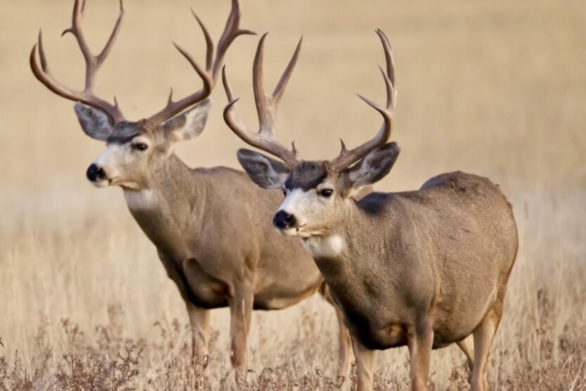 6 Moose Behaviours • Outdoor Canada